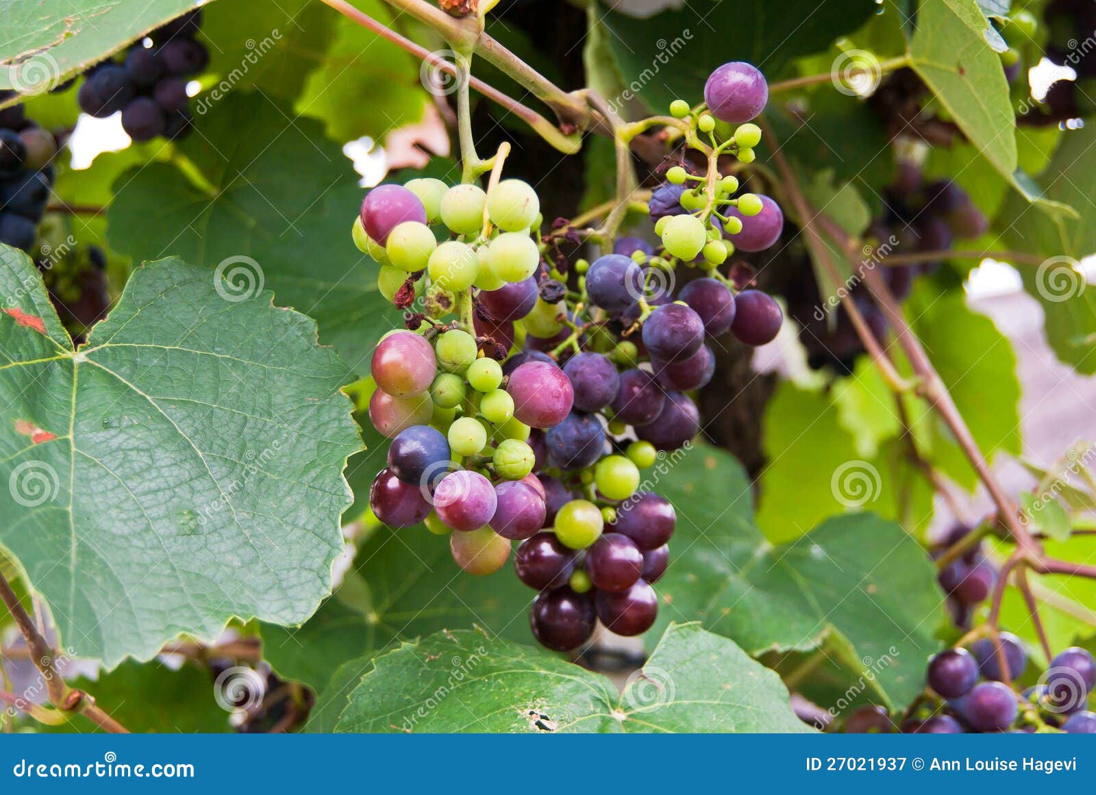 Wijnstok stock afbeelding. Image of najaar, landbouw - 27021937