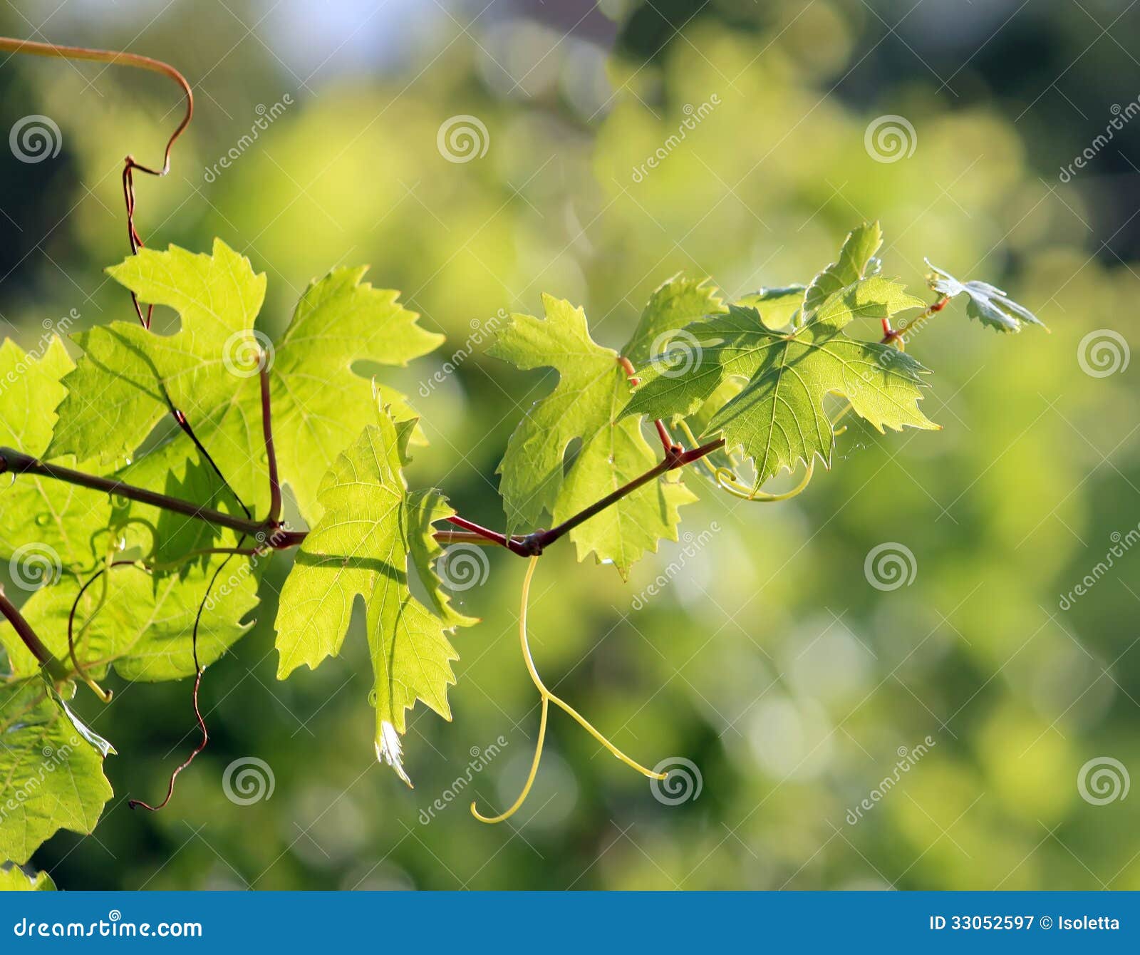 Wijnstok stock afbeelding. Image of landbouw, frankrijk - 33052597