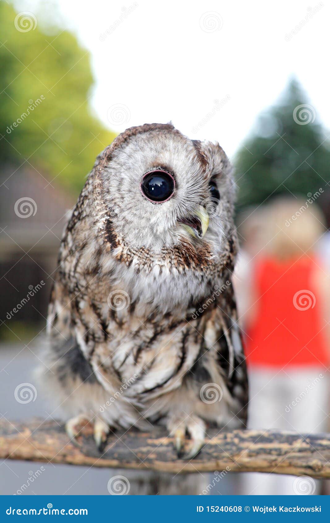 Wijze uil stock foto. Image of carnivoor, nave, behoud - 15240608