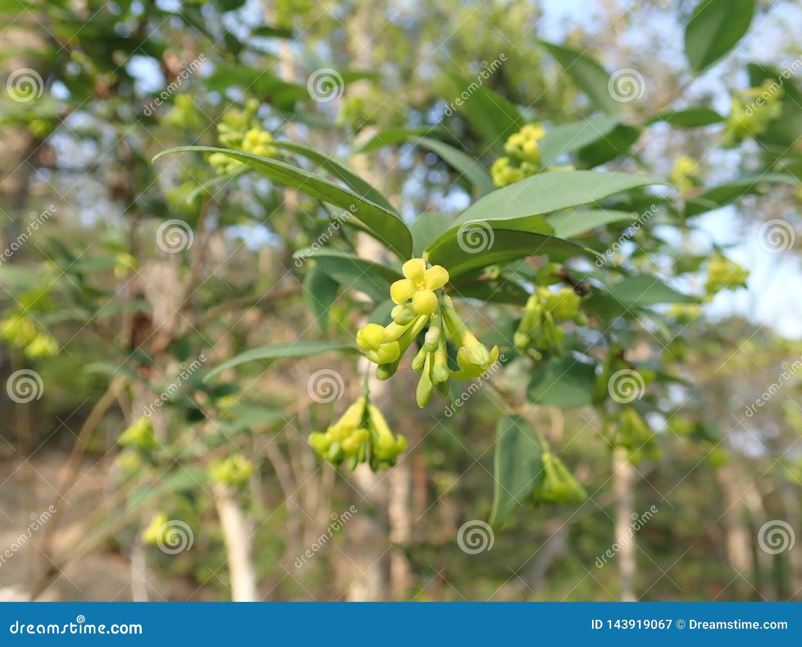 Wikstroemia Stock Photos - Free & Royalty-Free Stock Photos from Dreamstime