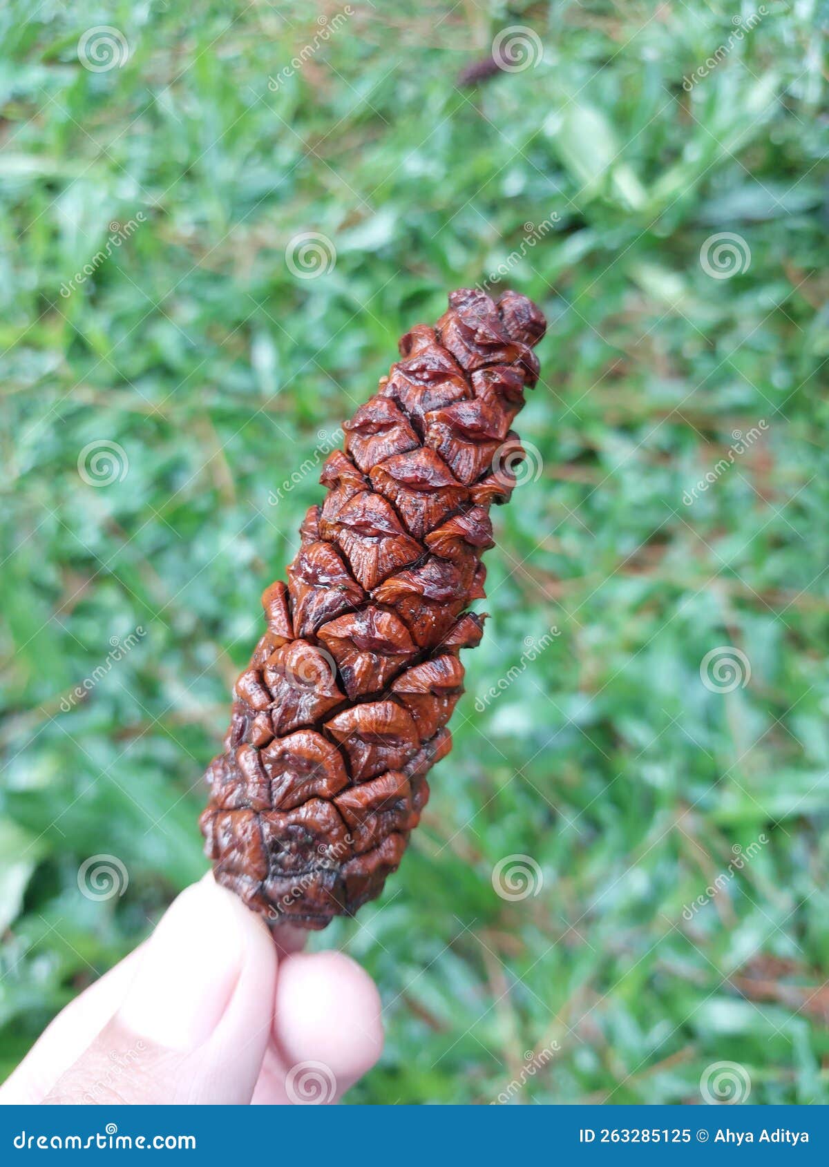 Wild Accorn in the Forest stock image. Image of wildlife - 263285125