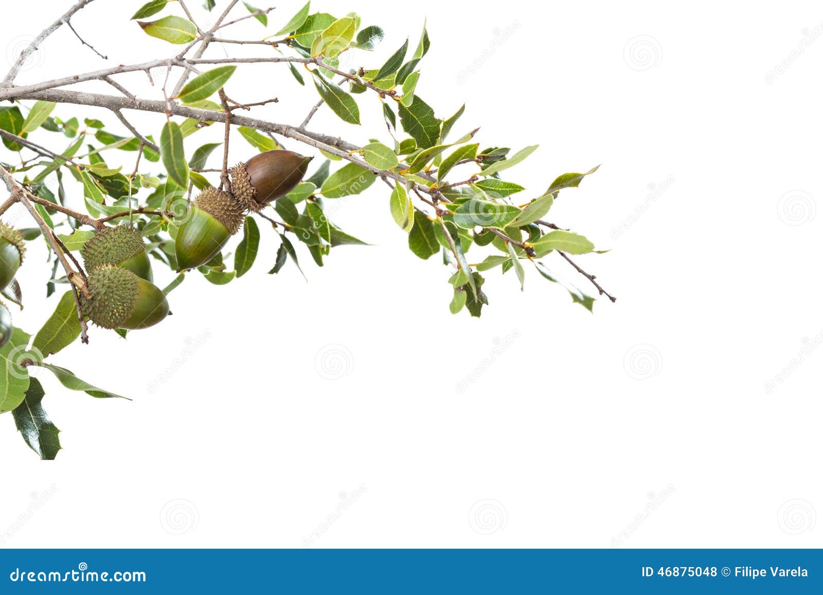 Wild Acorn Bush Isolated on White Stock Photo - Image of food ...