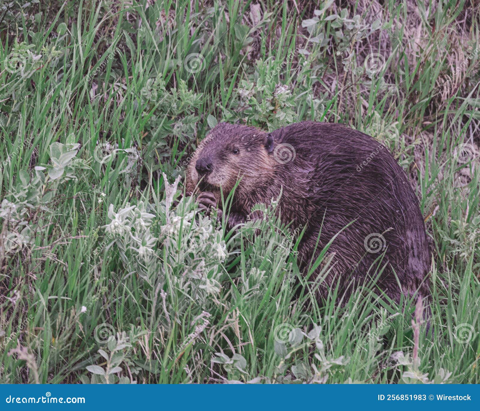 Wild Adult Eurasian Beaver on a Grass Stock Image - Image of closeup ...