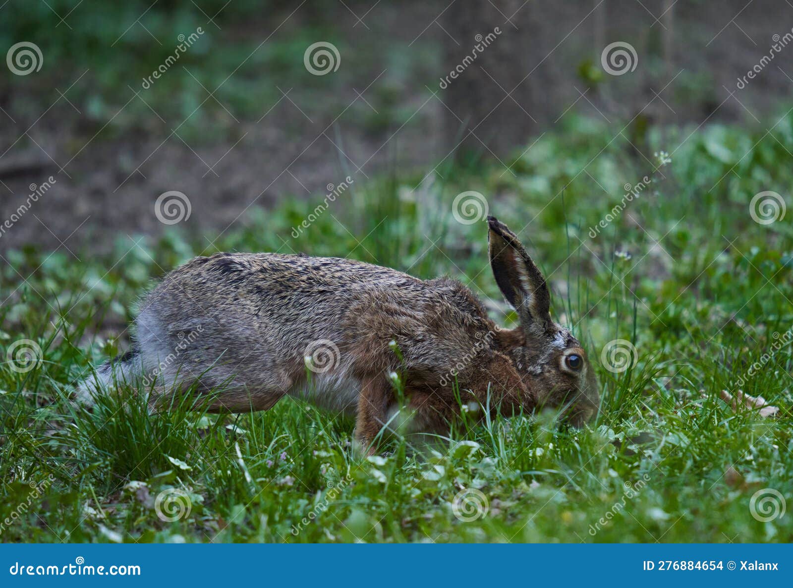 Wild Adult Hare in the Forest Stock Photo - Image of lepus, brown ...