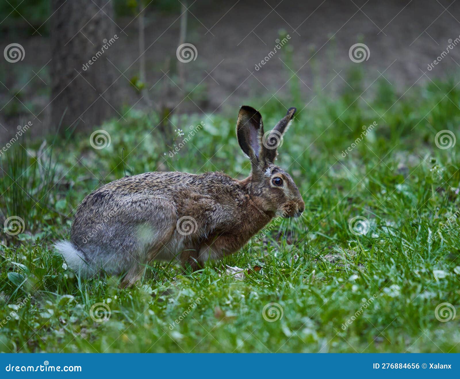 Wild Adult Hare in the Forest Stock Photo - Image of bunny, attentive ...