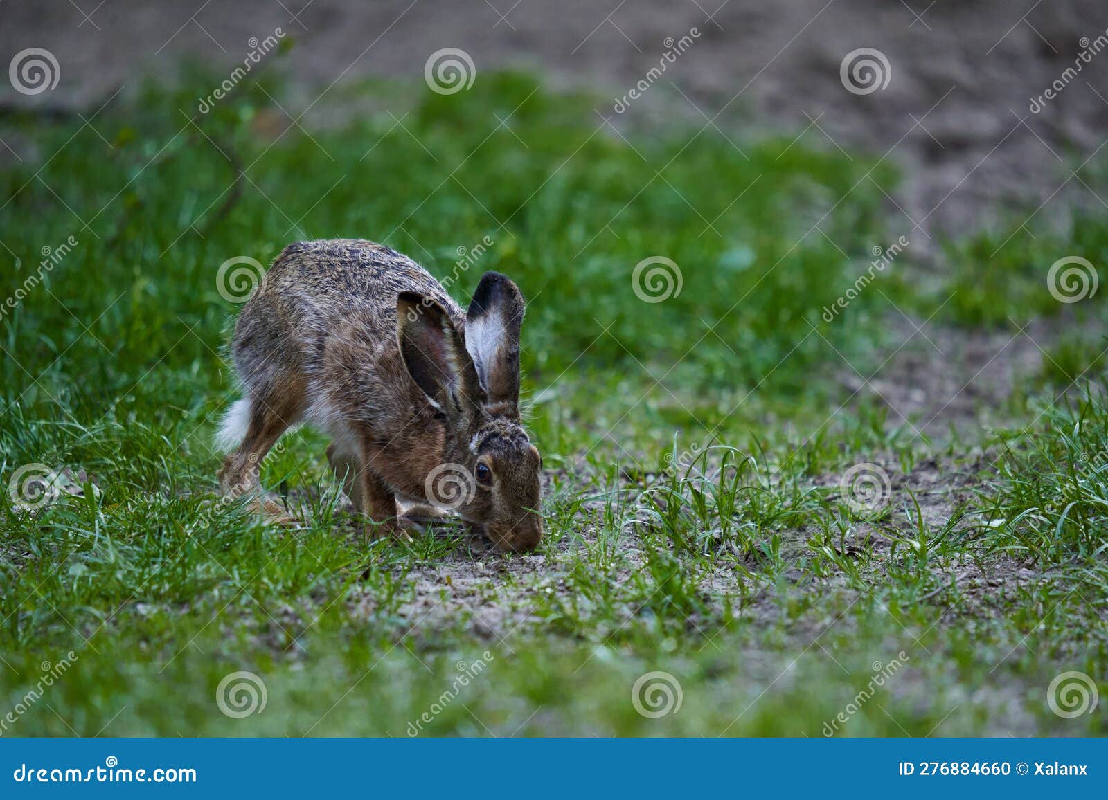 Wild Adult Hare in the Forest Stock Photo - Image of field, wildlife ...