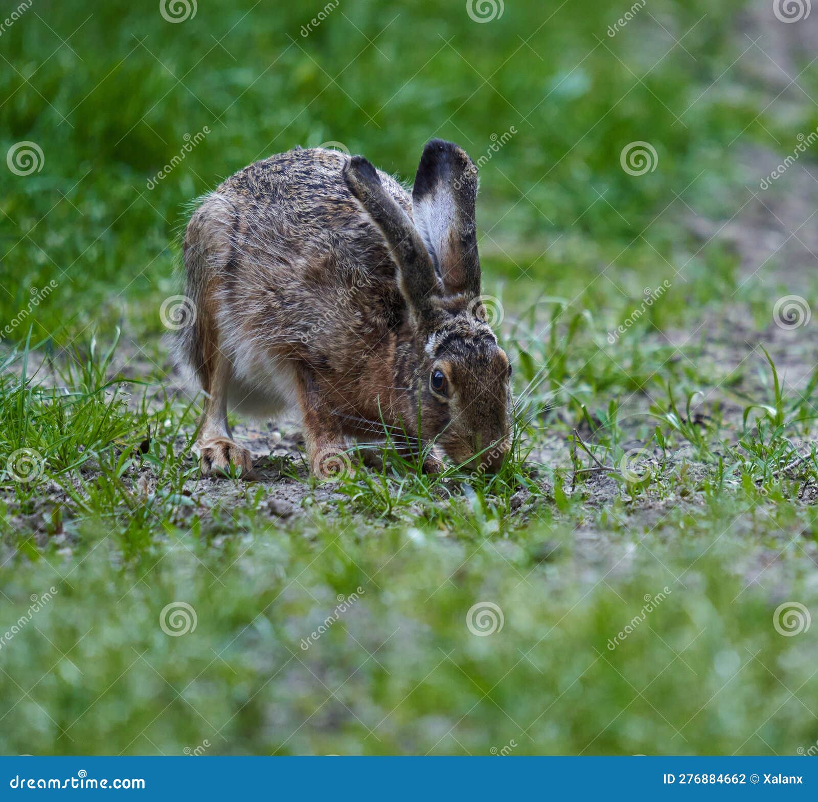 Wild Adult Hare in the Forest Stock Photo - Image of meadow, game ...
