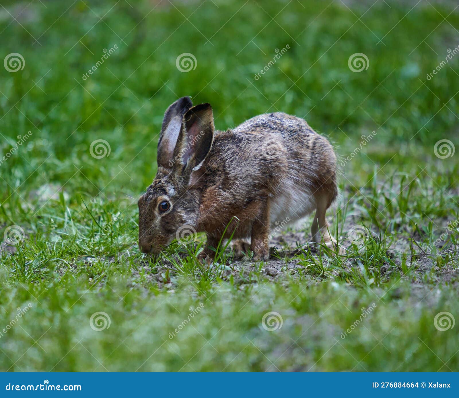 Wild Adult Hare in the Forest Stock Photo - Image of europaeus, hare ...