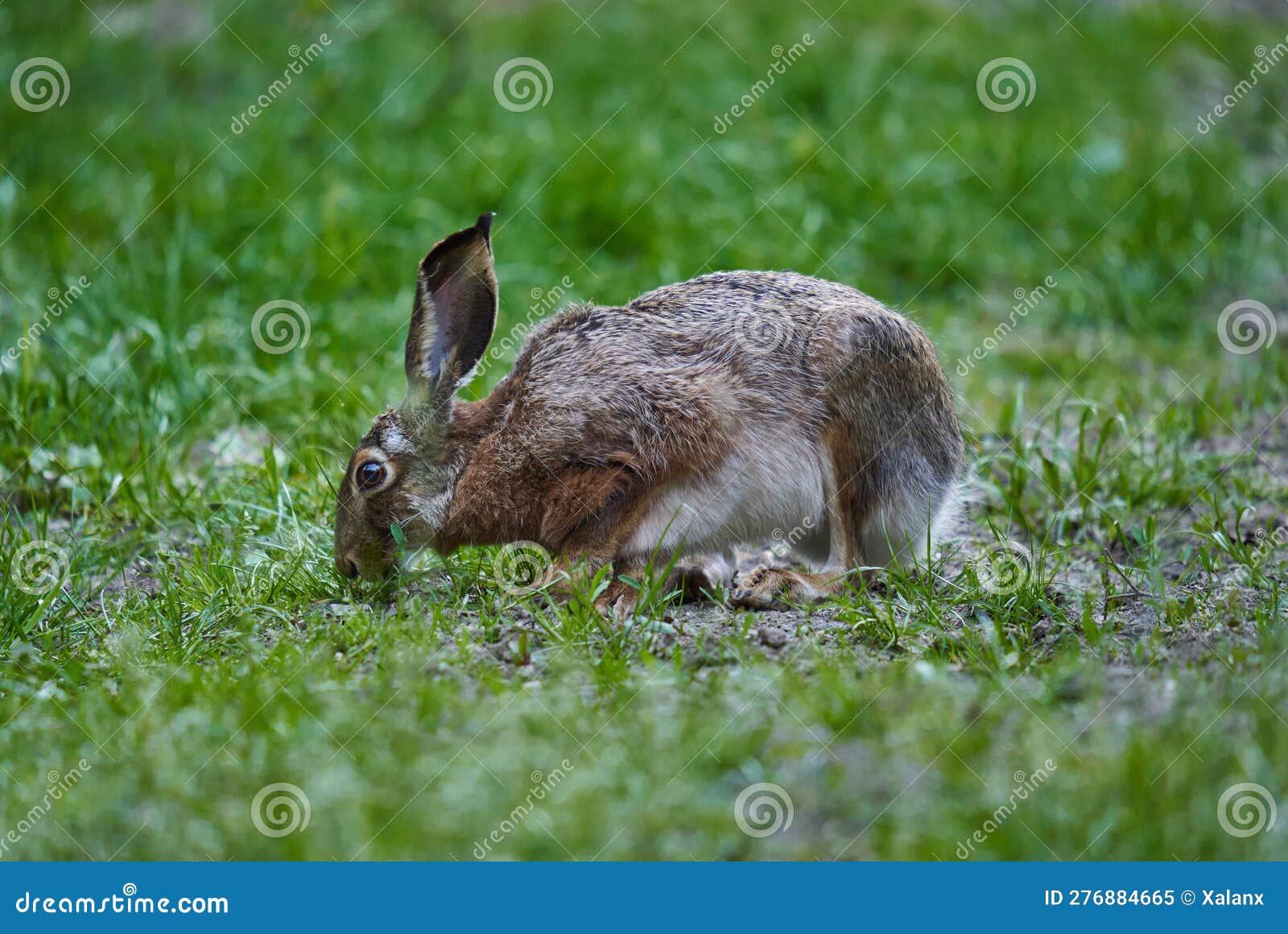 Wild Adult Hare in the Forest Stock Image - Image of europe, lepus ...