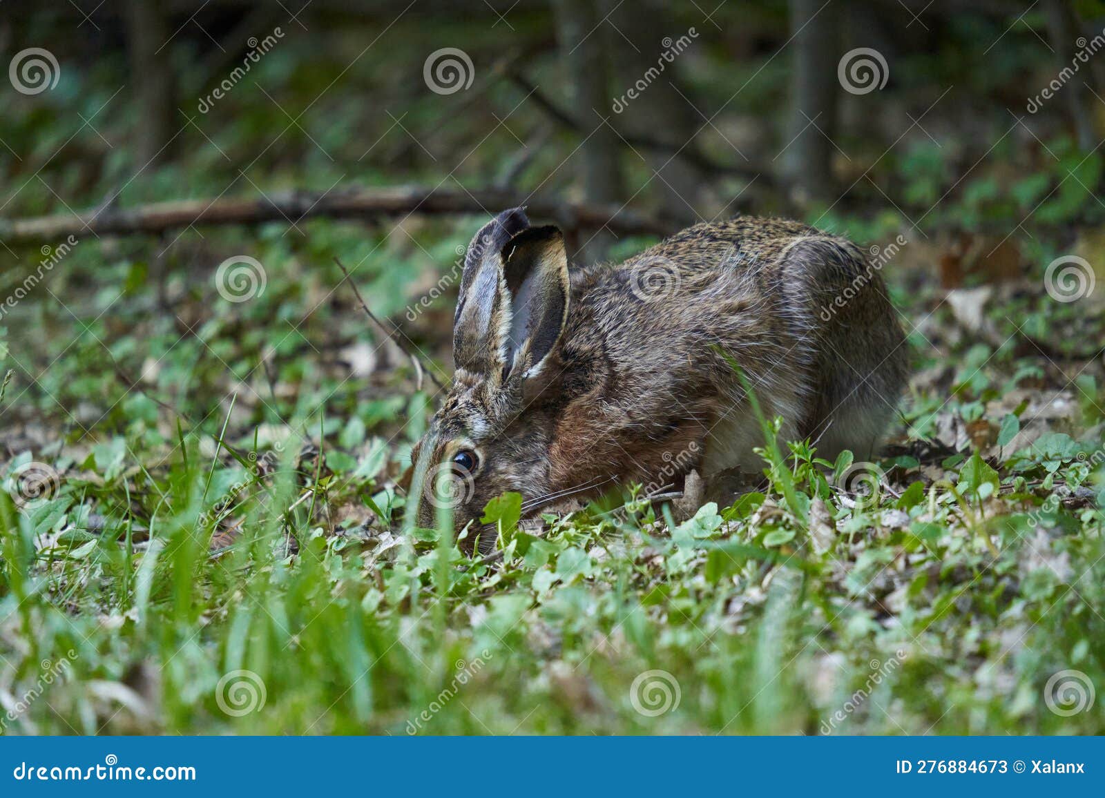 Wild Adult Hare in the Forest Stock Image - Image of sitting, brown ...