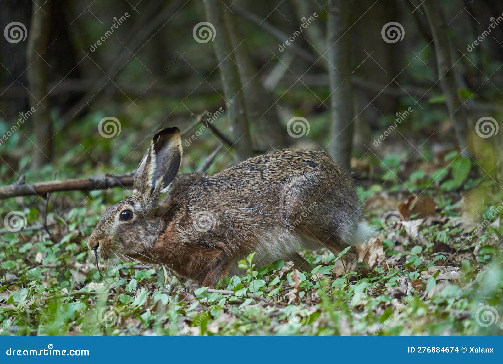 Wild Adult Hare in the Forest Stock Photo - Image of field, europe ...