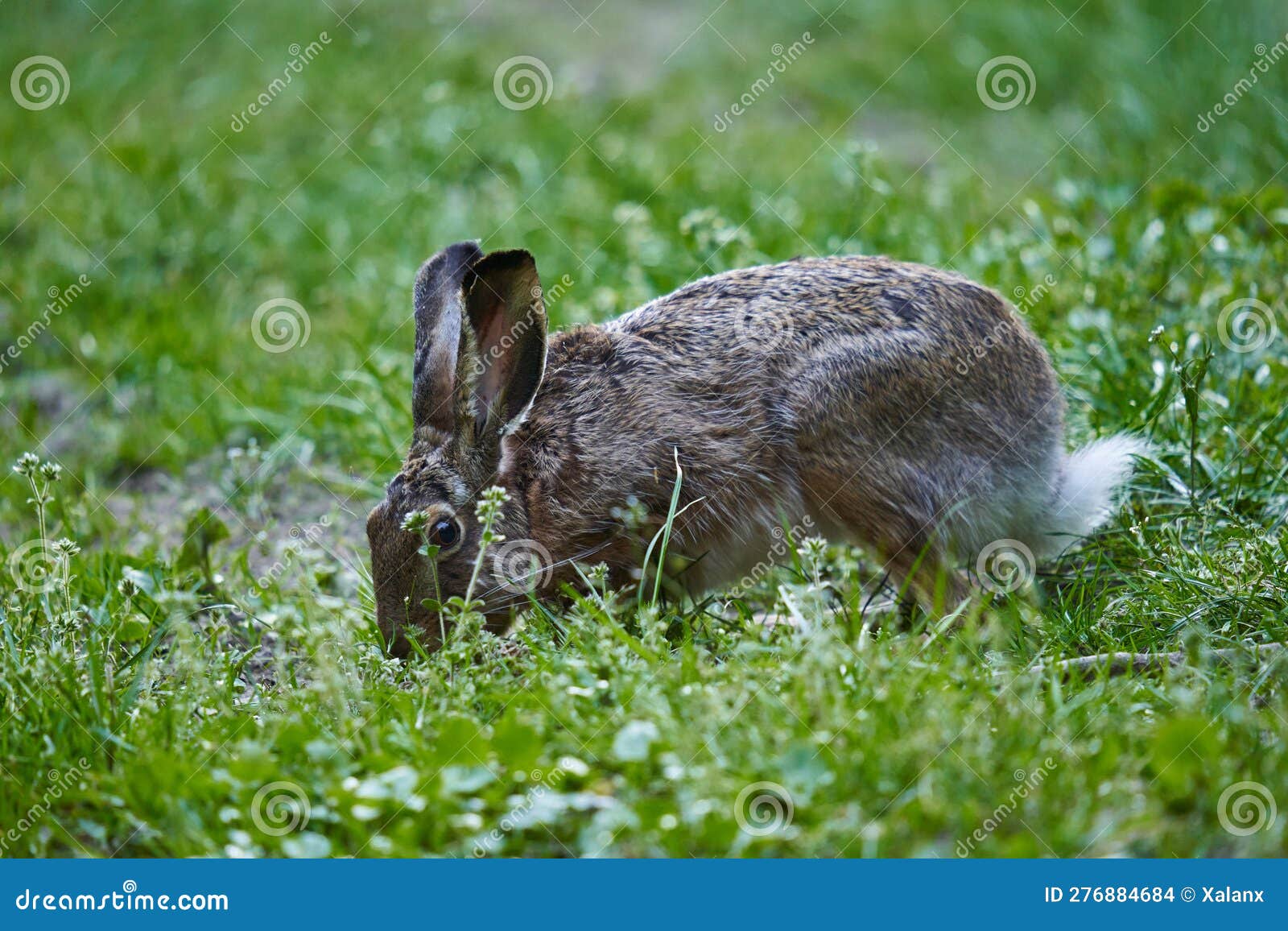 Wild Adult Hare in the Forest Stock Photo - Image of europaeus, field ...