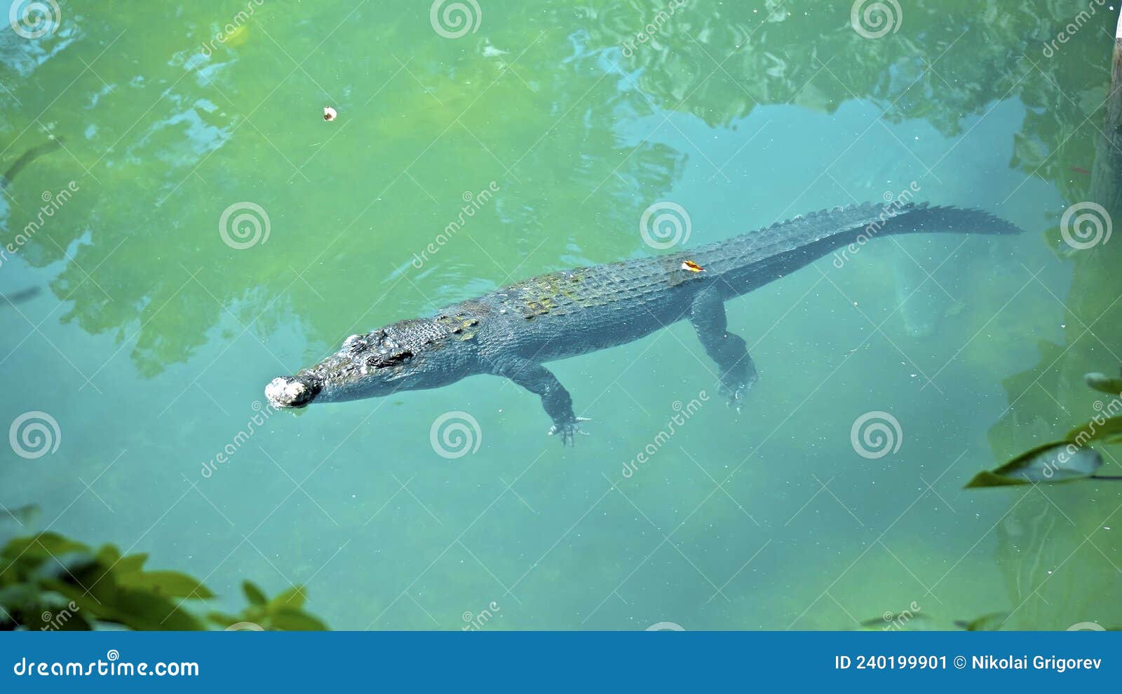 Wild African Alligators Float in the Water, Plunging To the Bottom of ...