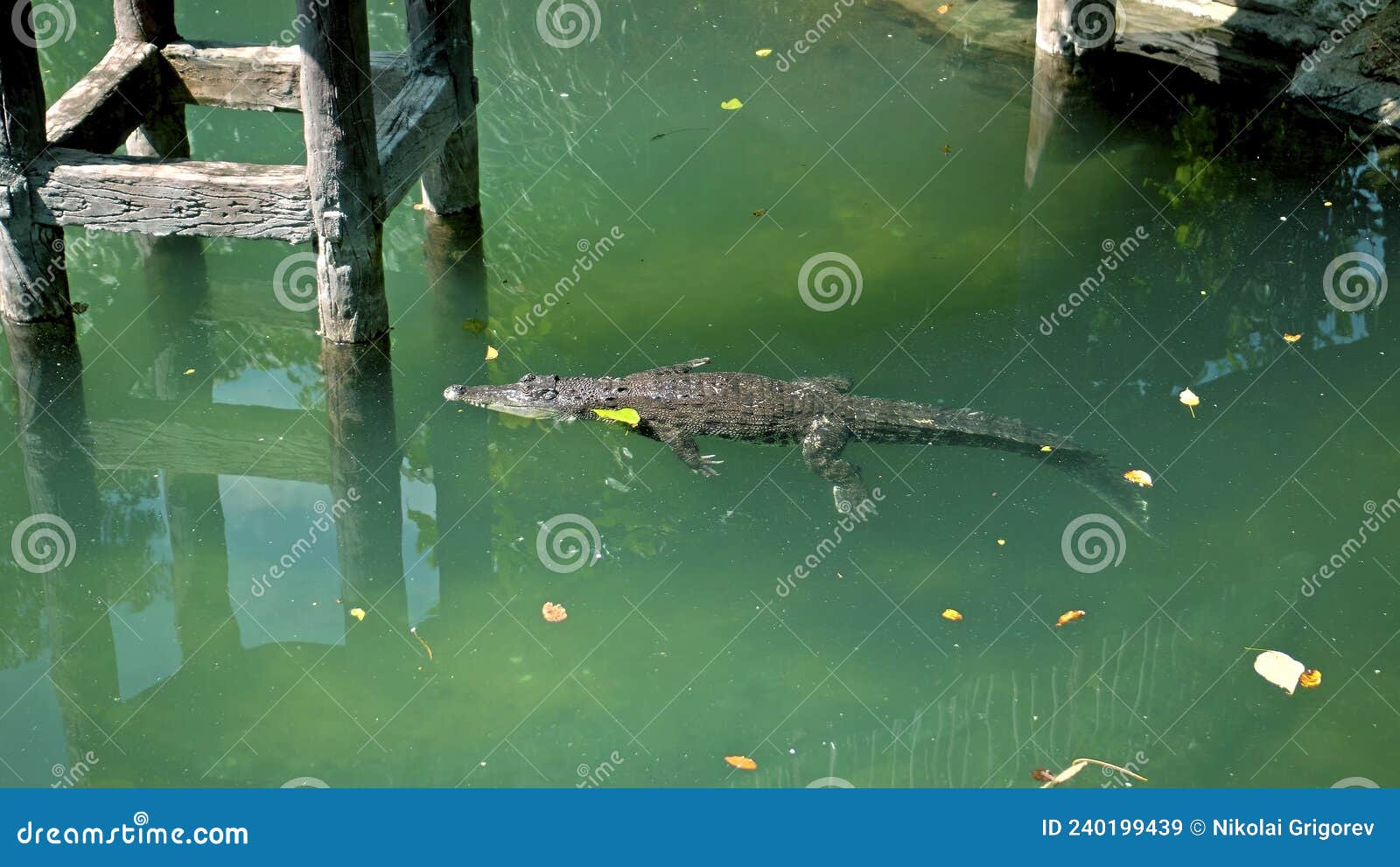 Wild African Alligators Float in the Water, Plunging To the Bottom of ...