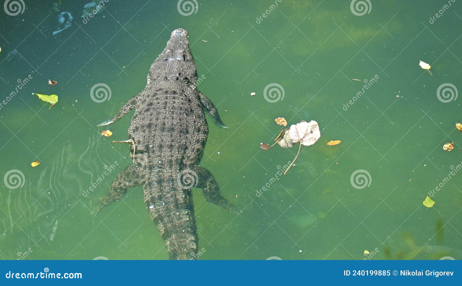 Wild African Alligators Float in the Water, Plunging To the Bottom of ...