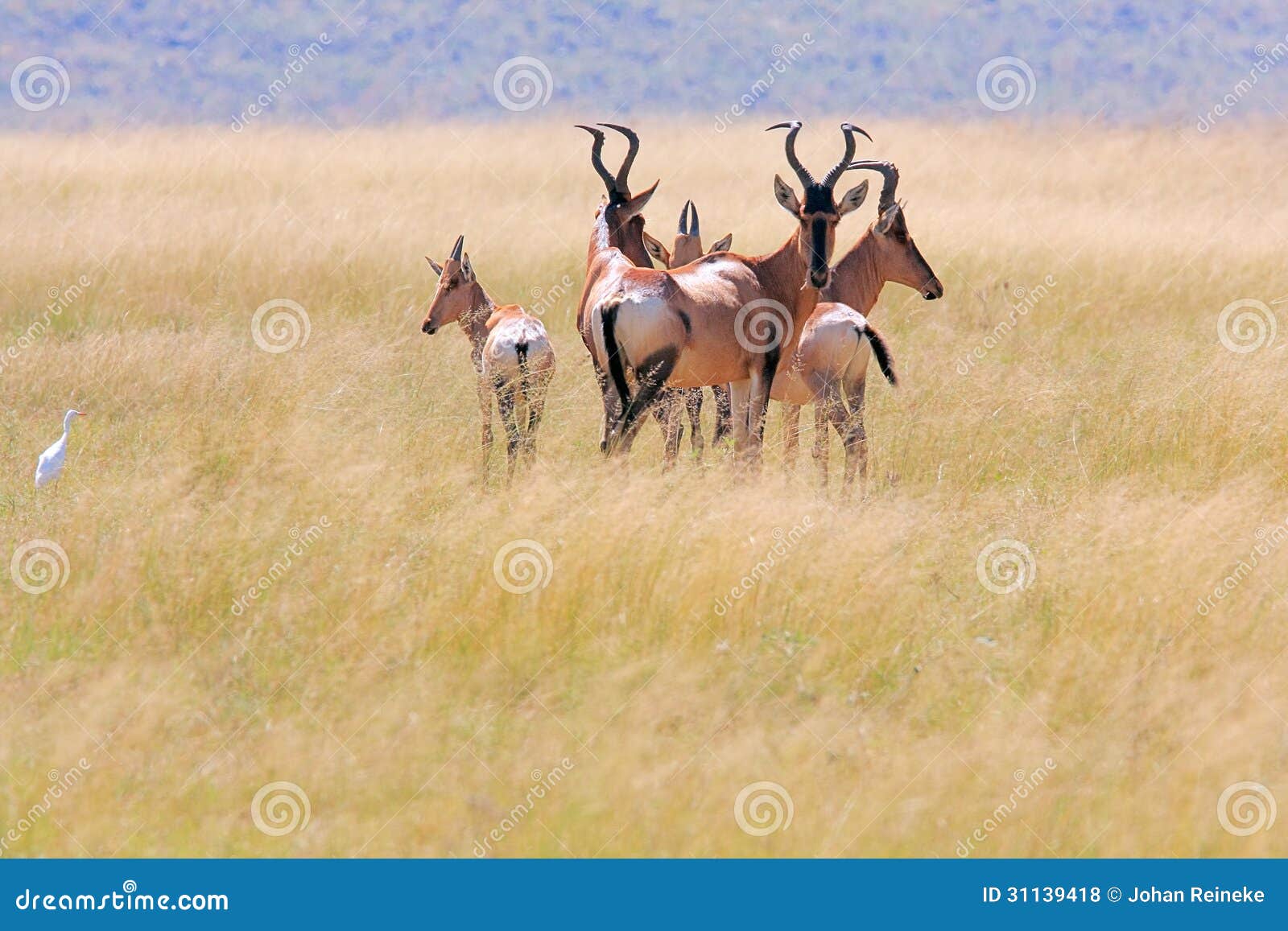 Wild african antelope stock photo. Image of wildlife - 31139418