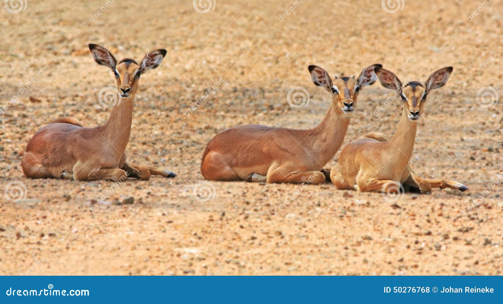 Wild african antelope, stock photo. Image of animals - 50276768