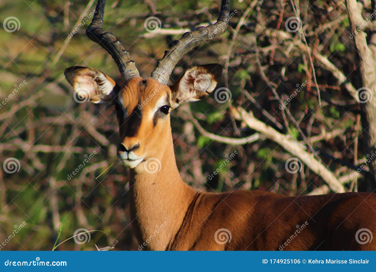 Wild African Black-faced Impala Front Veiw. Stock Photo - Image of ...