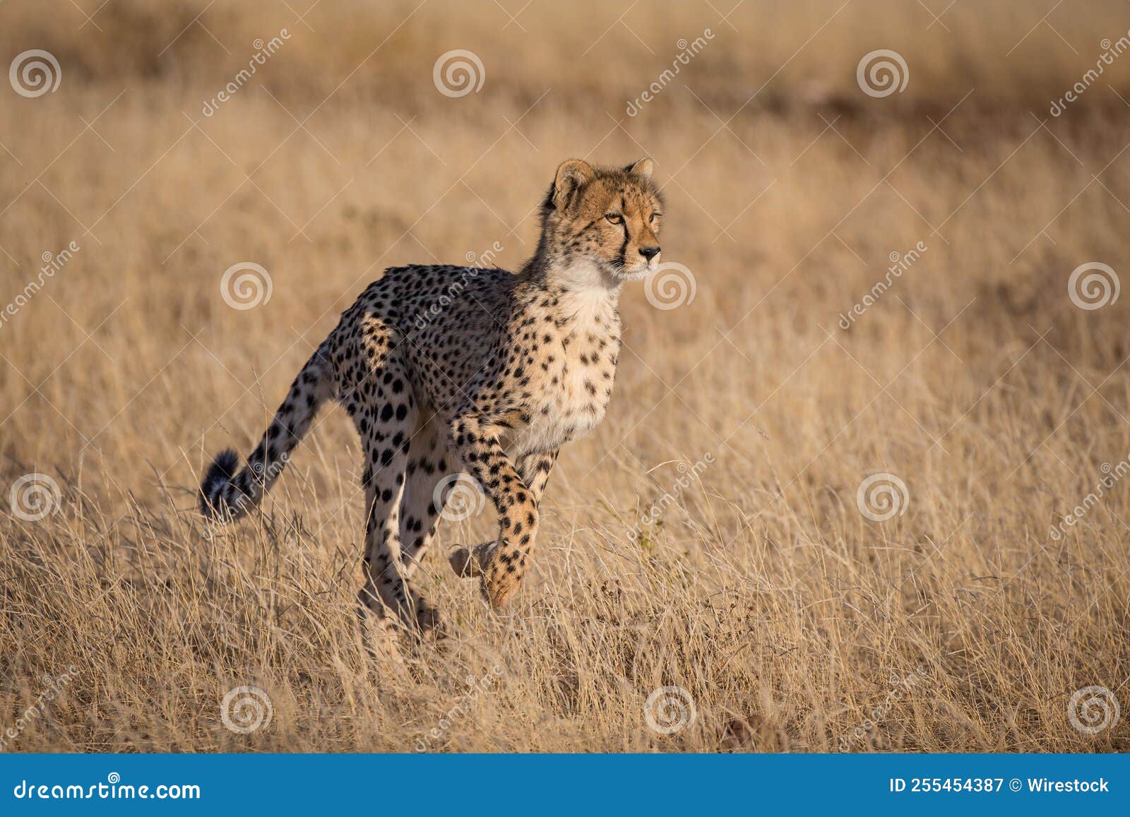 Wild African Cheetah Running and Looking for Prey in the Jungle Stock ...