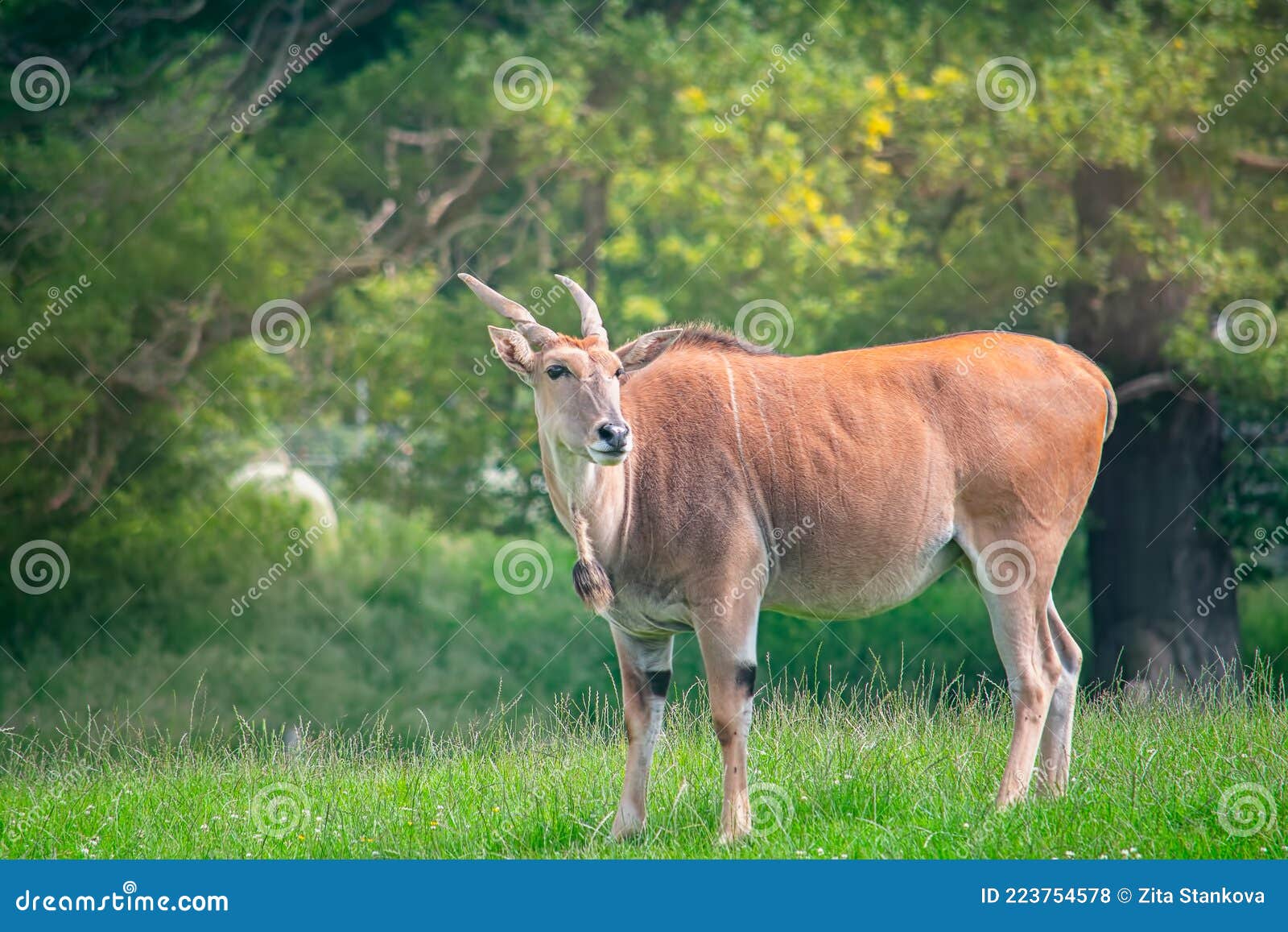 Wild African Eland Antelope in the Nature Stock Photo - Image of ...