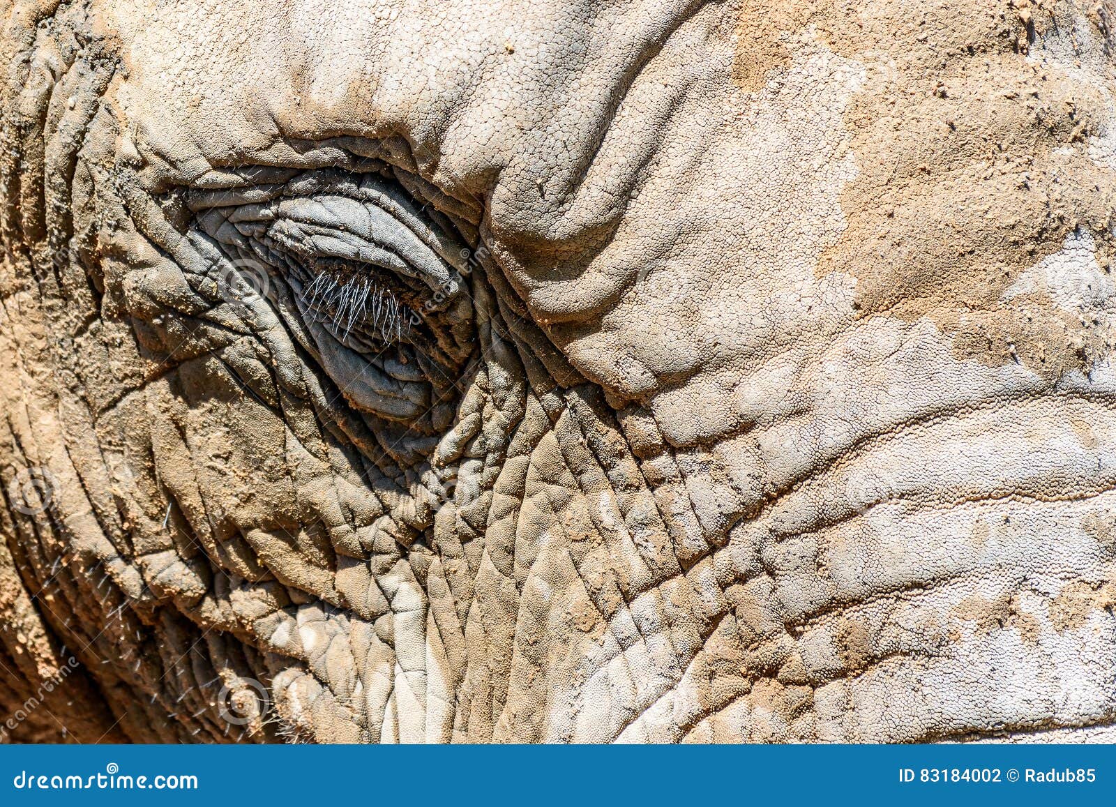 Elephant Portrait Watercolor Stock Photography | CartoonDealer.com ...