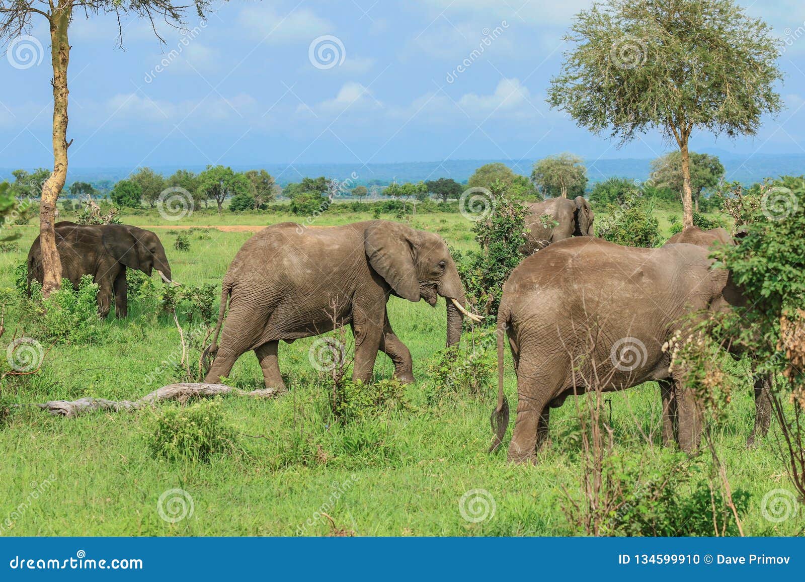 Wild African Elephants Eating Leaves Stock Photo - Image of grass ... Wild African Elephants Eating Leaves Stock Photo - Image of grass ...