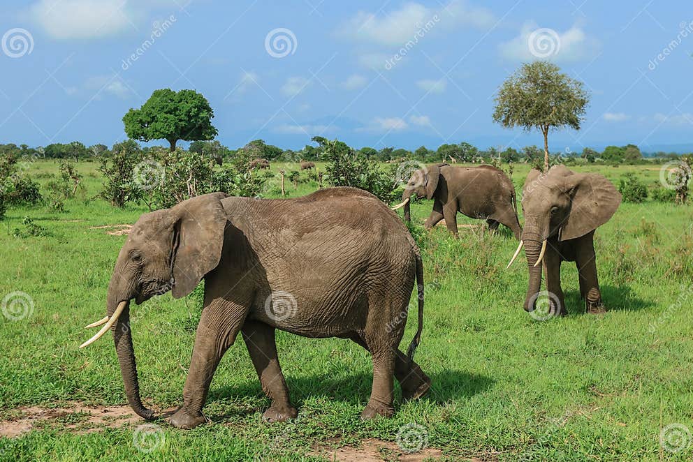 Wild African Elephants Eating Leaves Stock Image - Image of food, ivory ... Wild African Elephants Eating Leaves Stock Image - Image of food, ivory ...