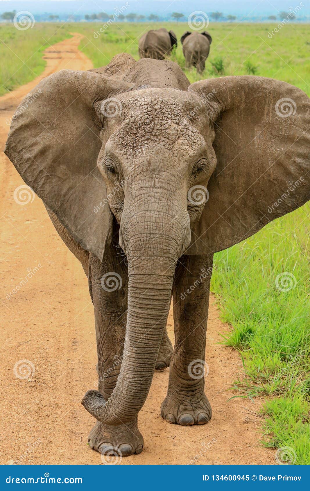 Wild African Elephants Eating Leaves Stock Image - Image of grass ... Wild African Elephants Eating Leaves Stock Image - Image of grass ...