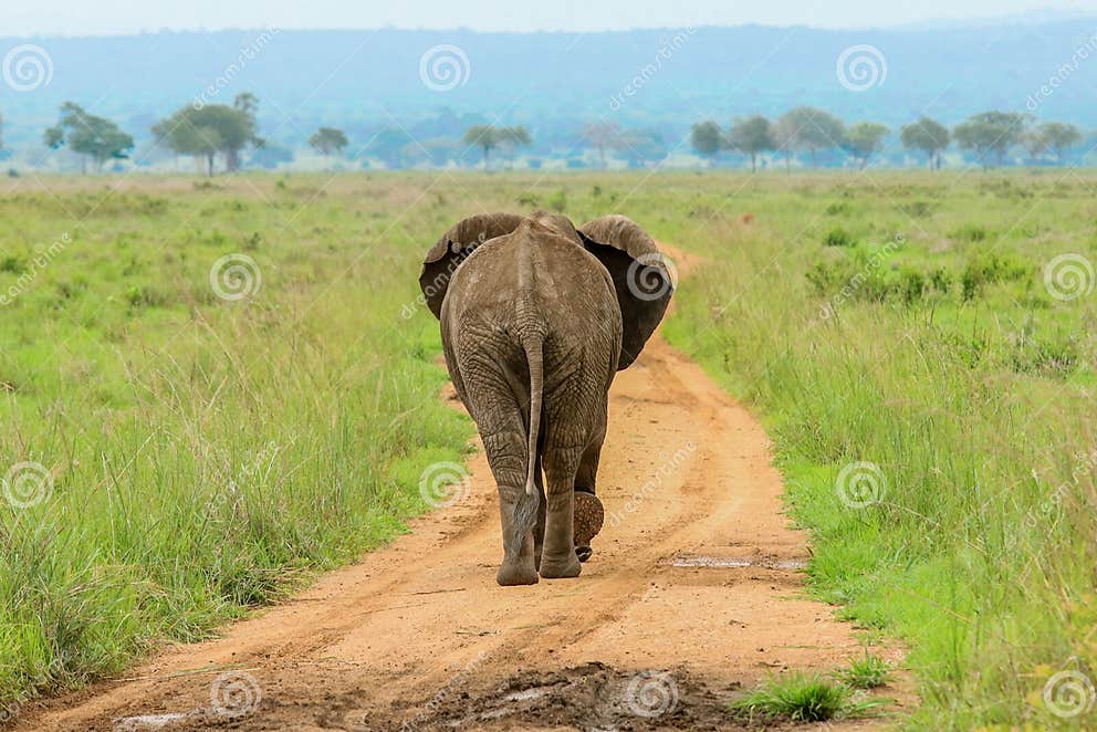 Wild African Elephants Eating Leaves Stock Image - Image of beautiful ... Wild African Elephants Eating Leaves Stock Image - Image of beautiful ...