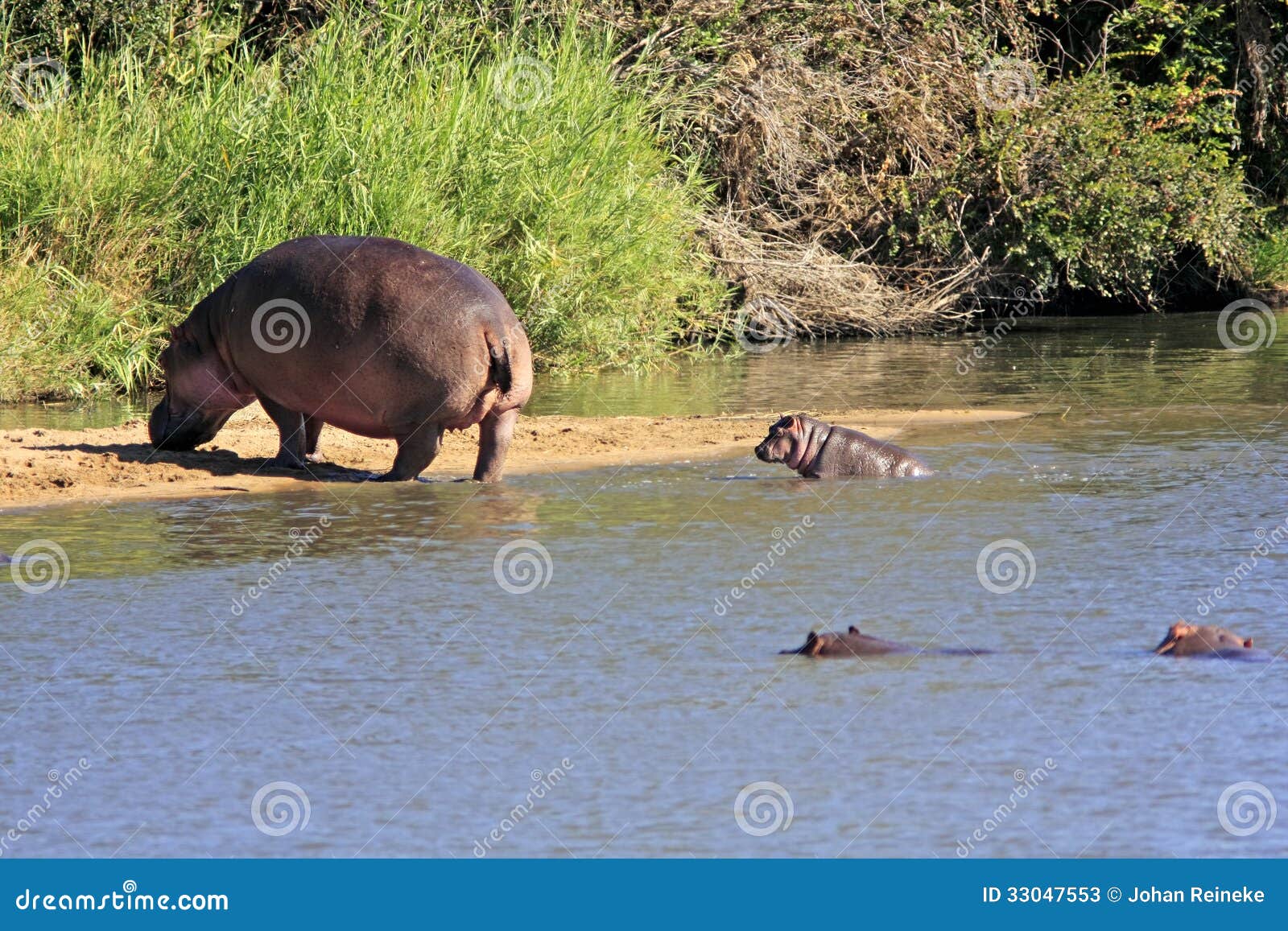 African Hippo Poking His Head Over The Water Royalty-Free Stock Photo ...