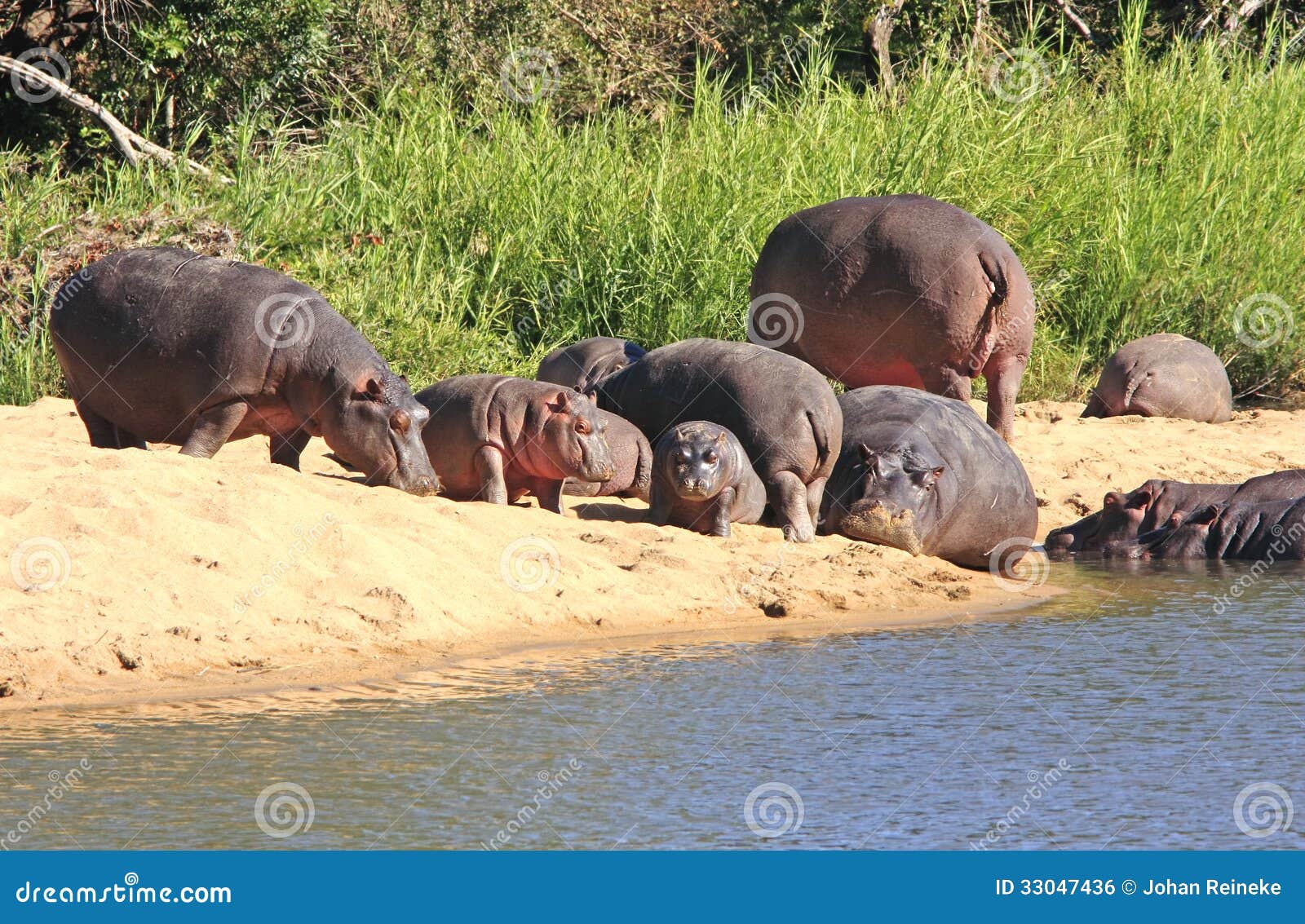 Wild african hippo stock photo. Image of outdoor, natural - 33047436