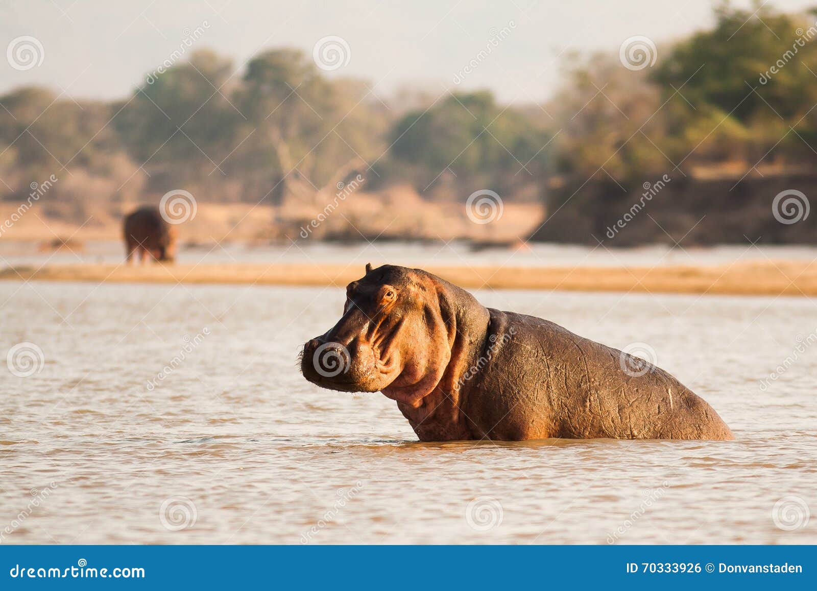 African Hippo Poking His Head Over The Water Royalty-Free Stock Photo ...