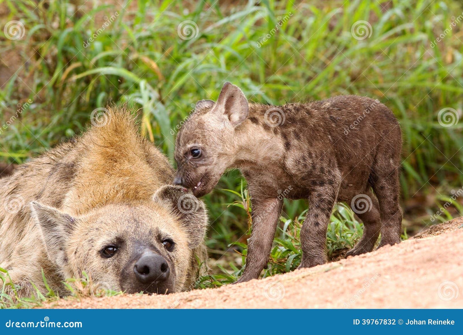 Wild african hyaena stock photo. Image of grass, national - 39767832