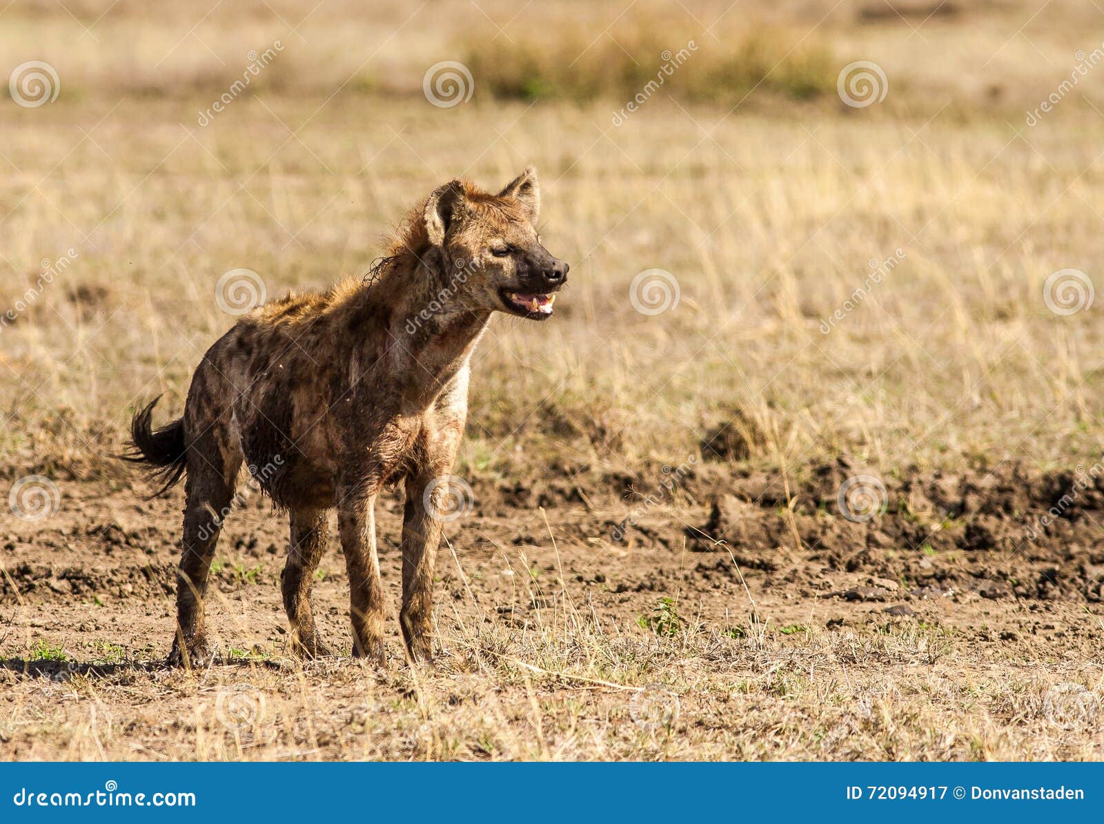 African Hyena Royalty-Free Stock Photo | CartoonDealer.com #42546033