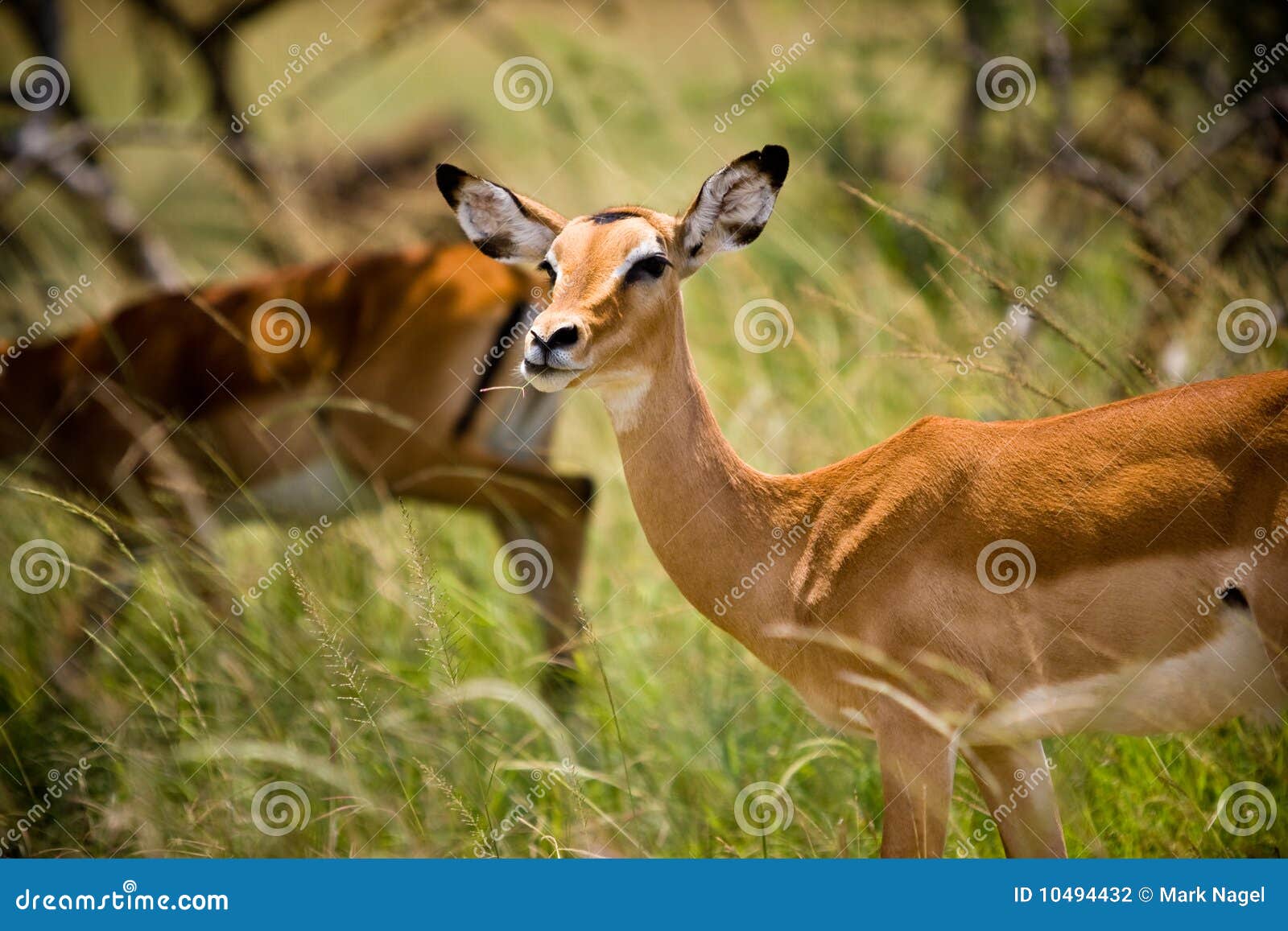 Wild African Impala Chewing on Grass Stock Photo - Image of weeds ...