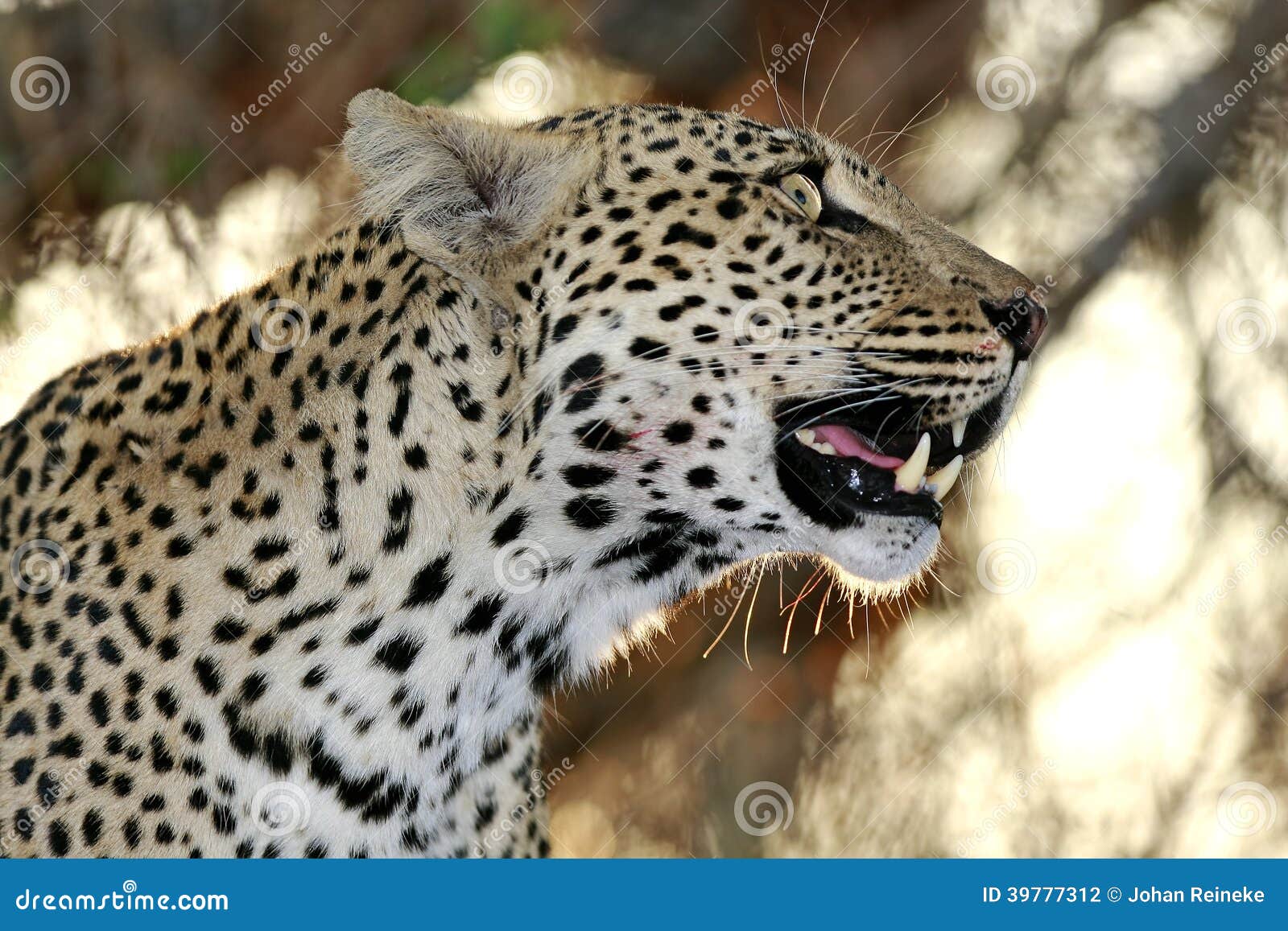 Wild african leopard stock photo. Image of national, eyes - 39777312