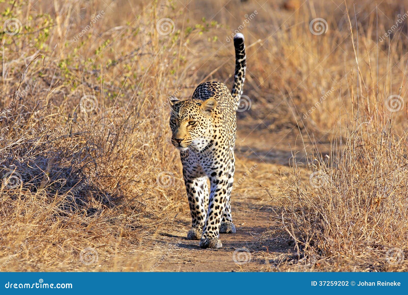 Wild african leopard stock photo. Image of male, jungle - 37259202
