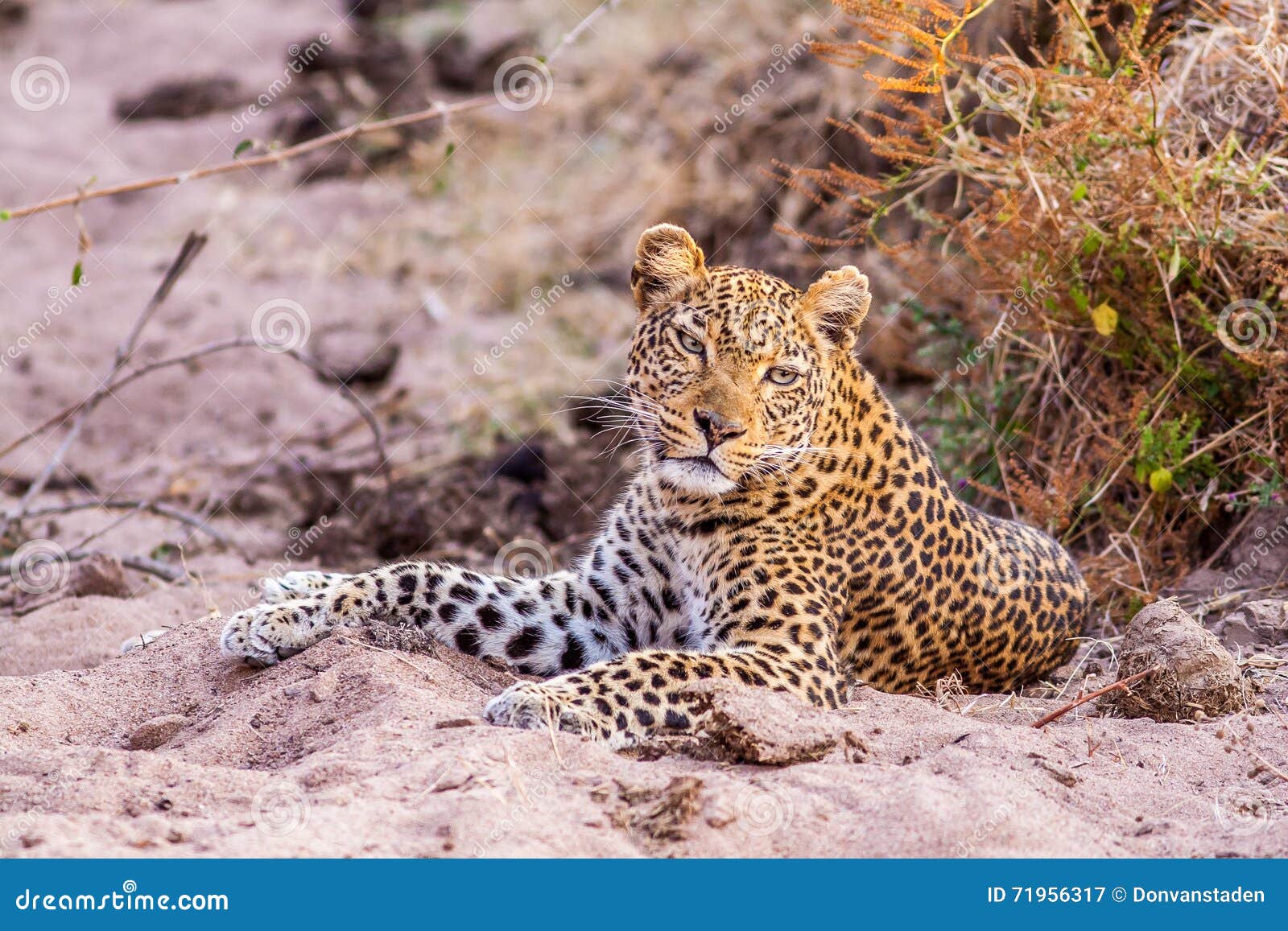Wild African Leopard stock image. Image of hunter, dangerous - 71956317