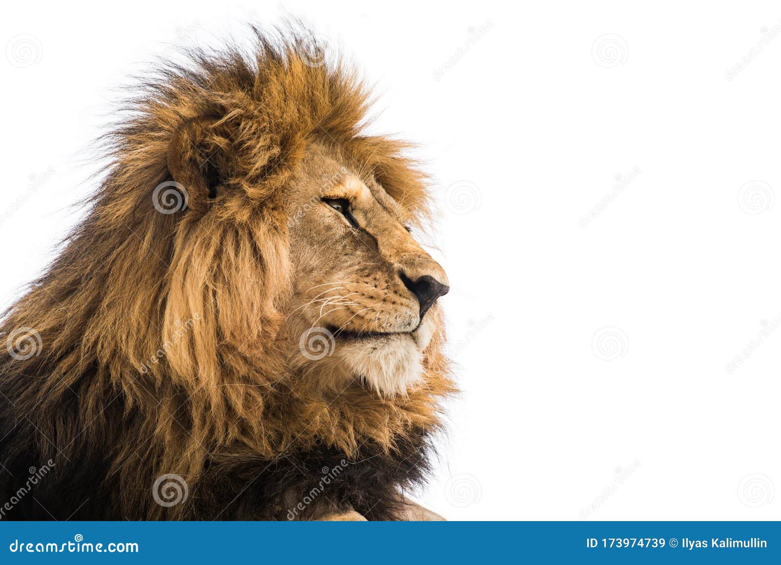Wild African Lion Looking Forward Stock Image - Image of african ...