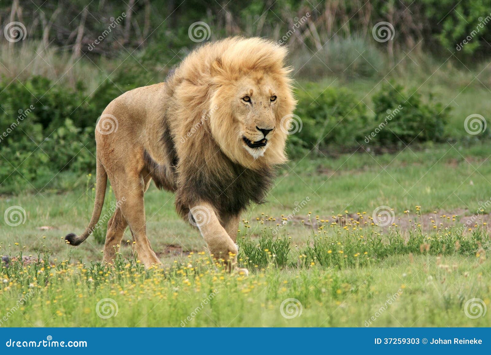 Wild african lion stock image. Image of reserve, hunts - 37259303