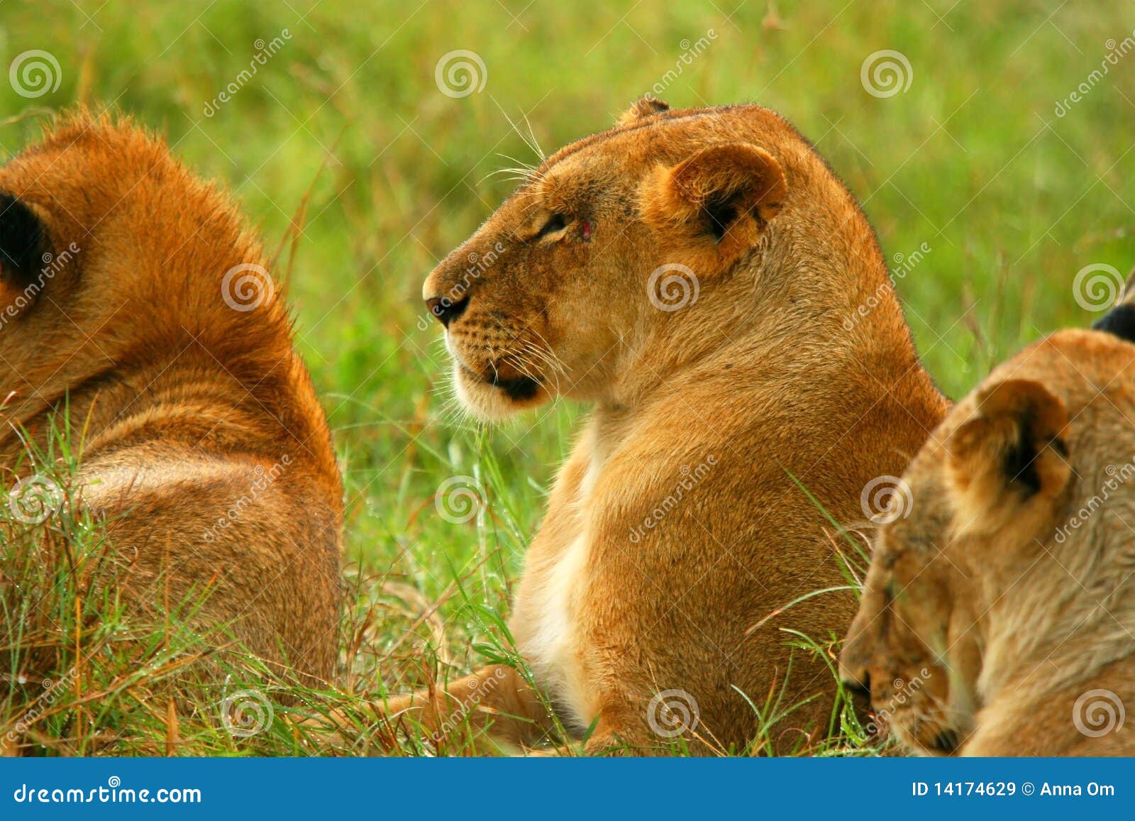 Wild African Lioness stock image. Image of animal, african - 14174629