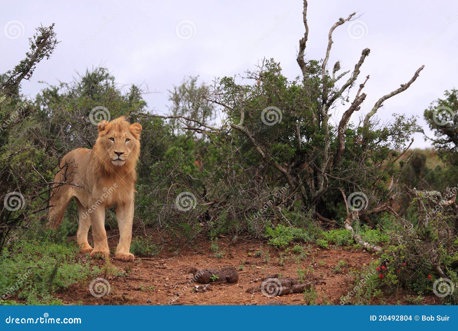 Wild African Male Lion Standing Stock Photo - Image of african, killer ...