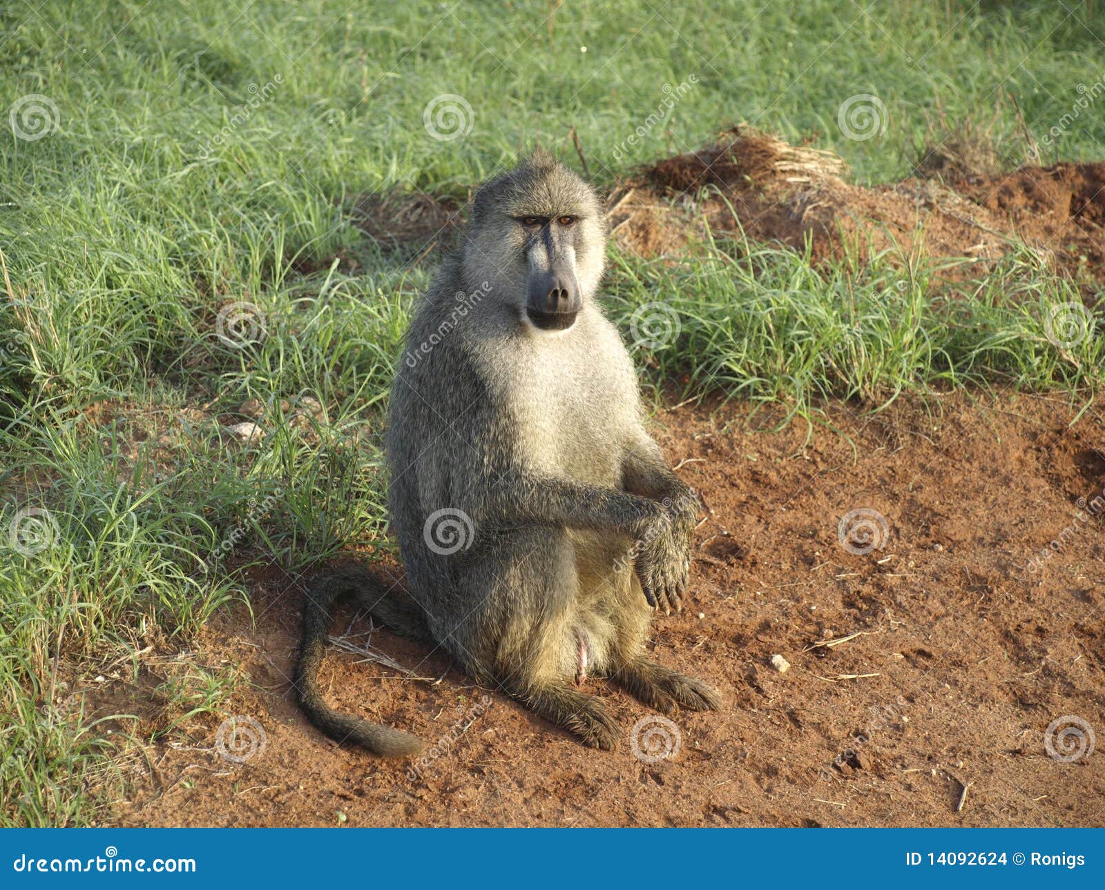 Wild african monkey stock photo. Image of african, monkey - 14092624