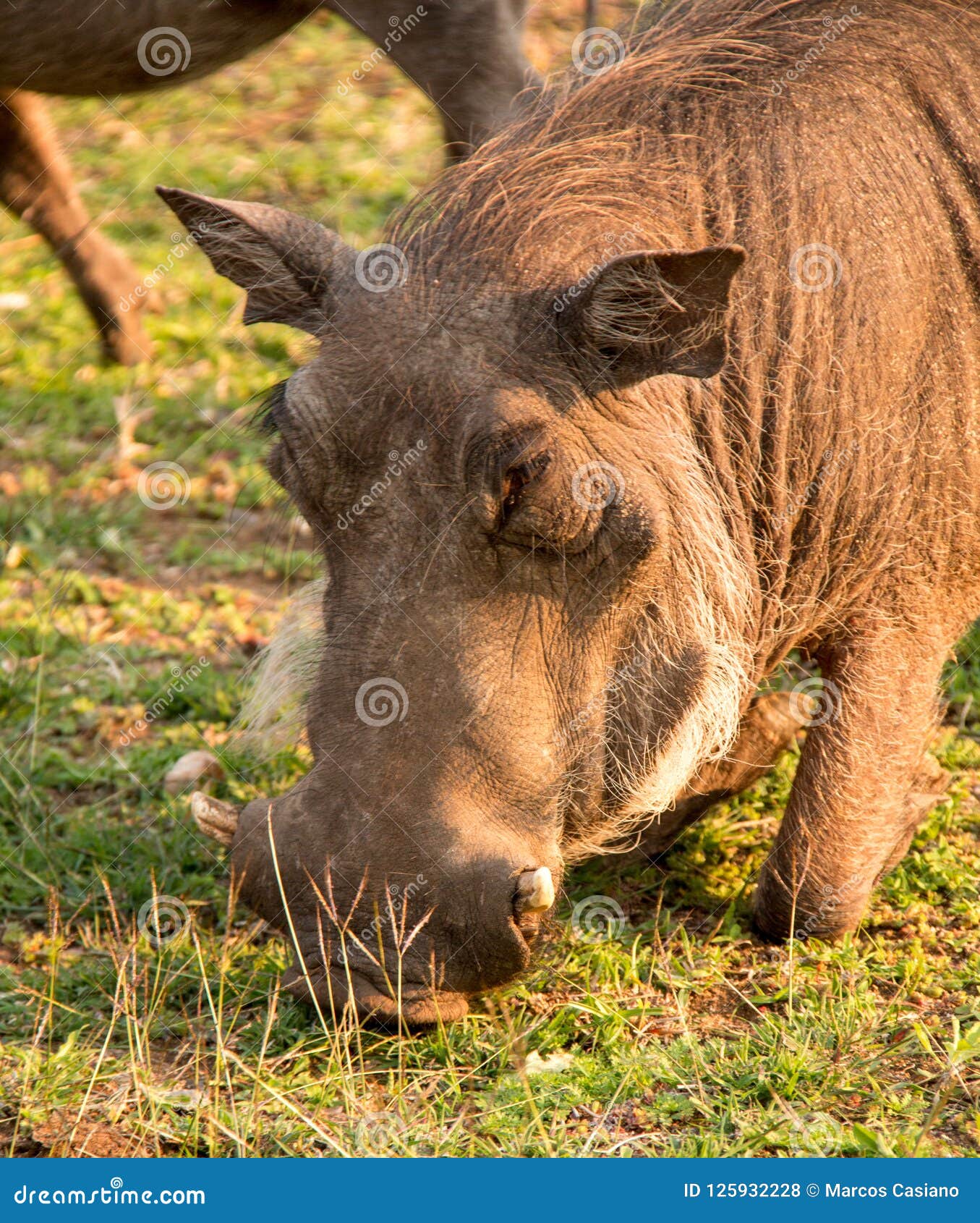 Wild African Warthog Grazing on Grass Stock Photo - Image of mature ...