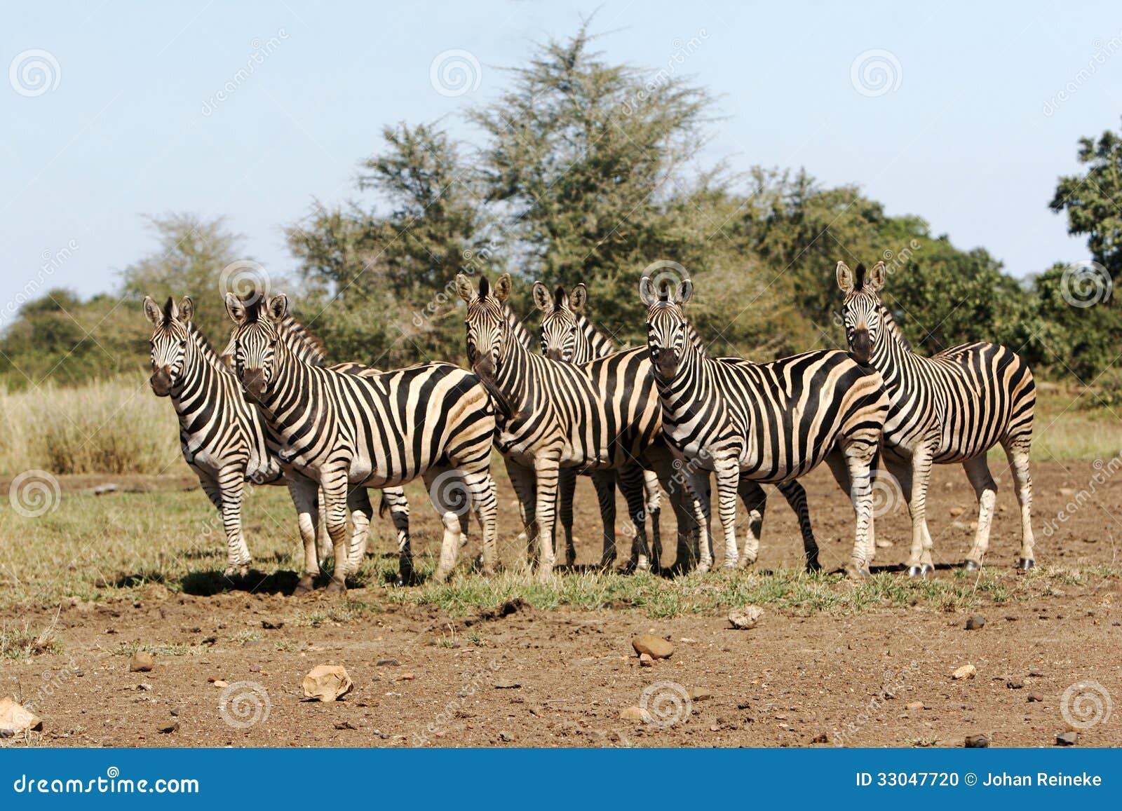 Wild african zebra herd stock photo. Image of safari - 33047720