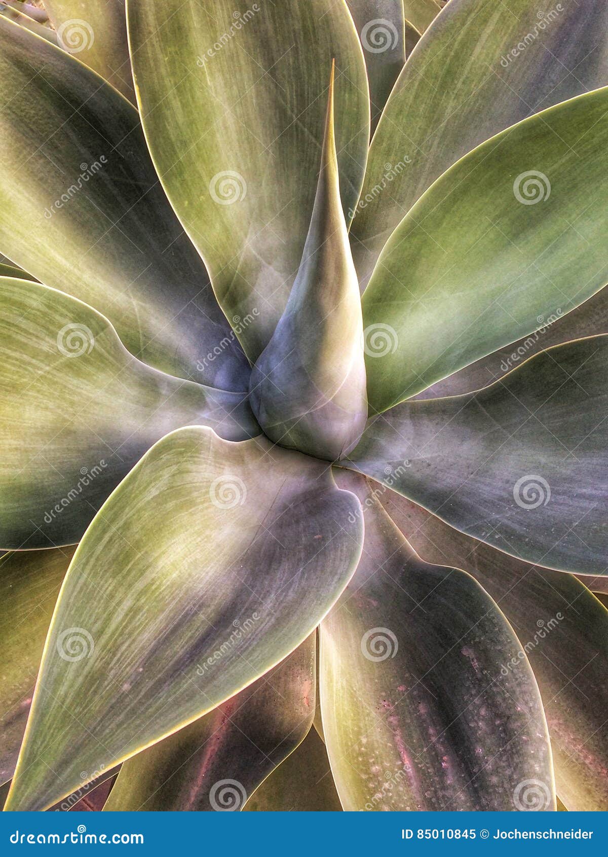 Wild agave on Tenerife stock image. Image of green, desert - 85010845