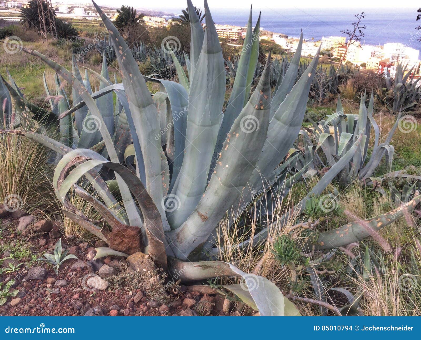 Wild agave on Tenerife stock photo. Image of nature, guadalajara - 85010794