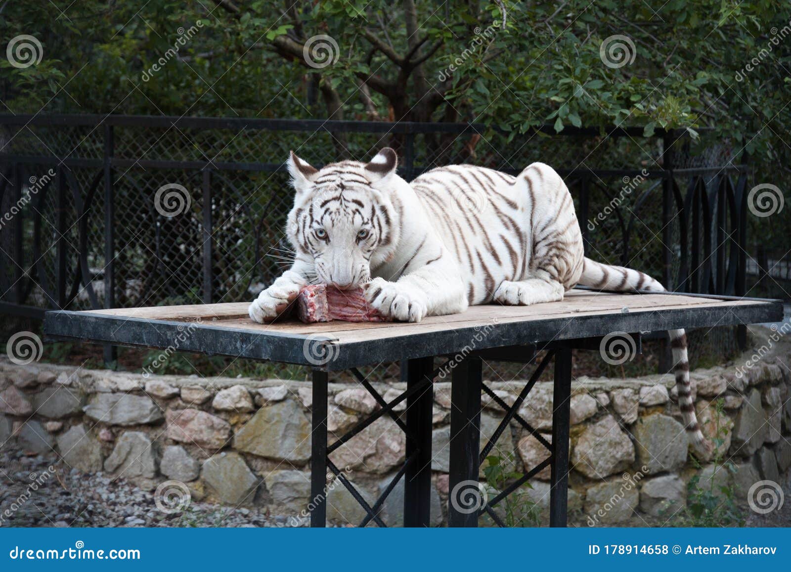 Wild and Aggressive White Tiger in the Zoo. Stock Photo - Image of ...
