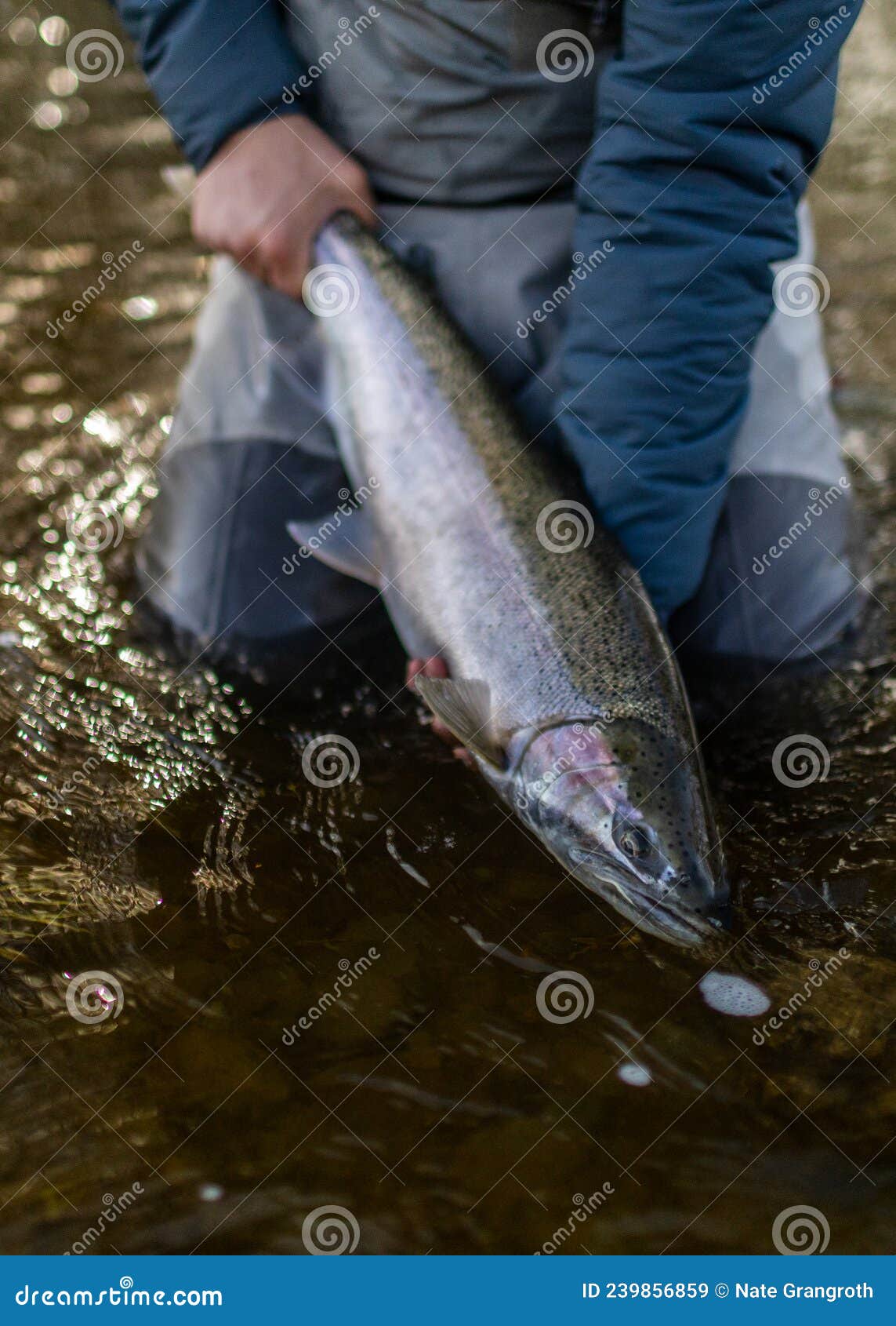 Wild Alaska Steelhead fish stock image. Image of caught - 239856859