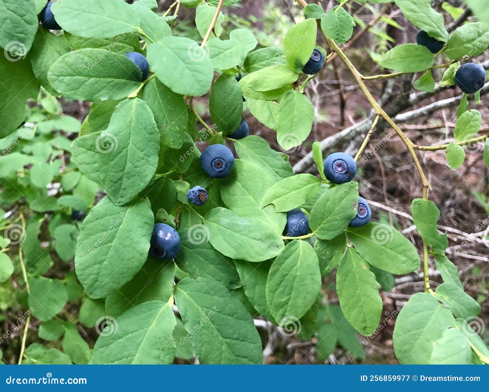 Wild Alaskan blueberries stock image. Image of forest - 256859977